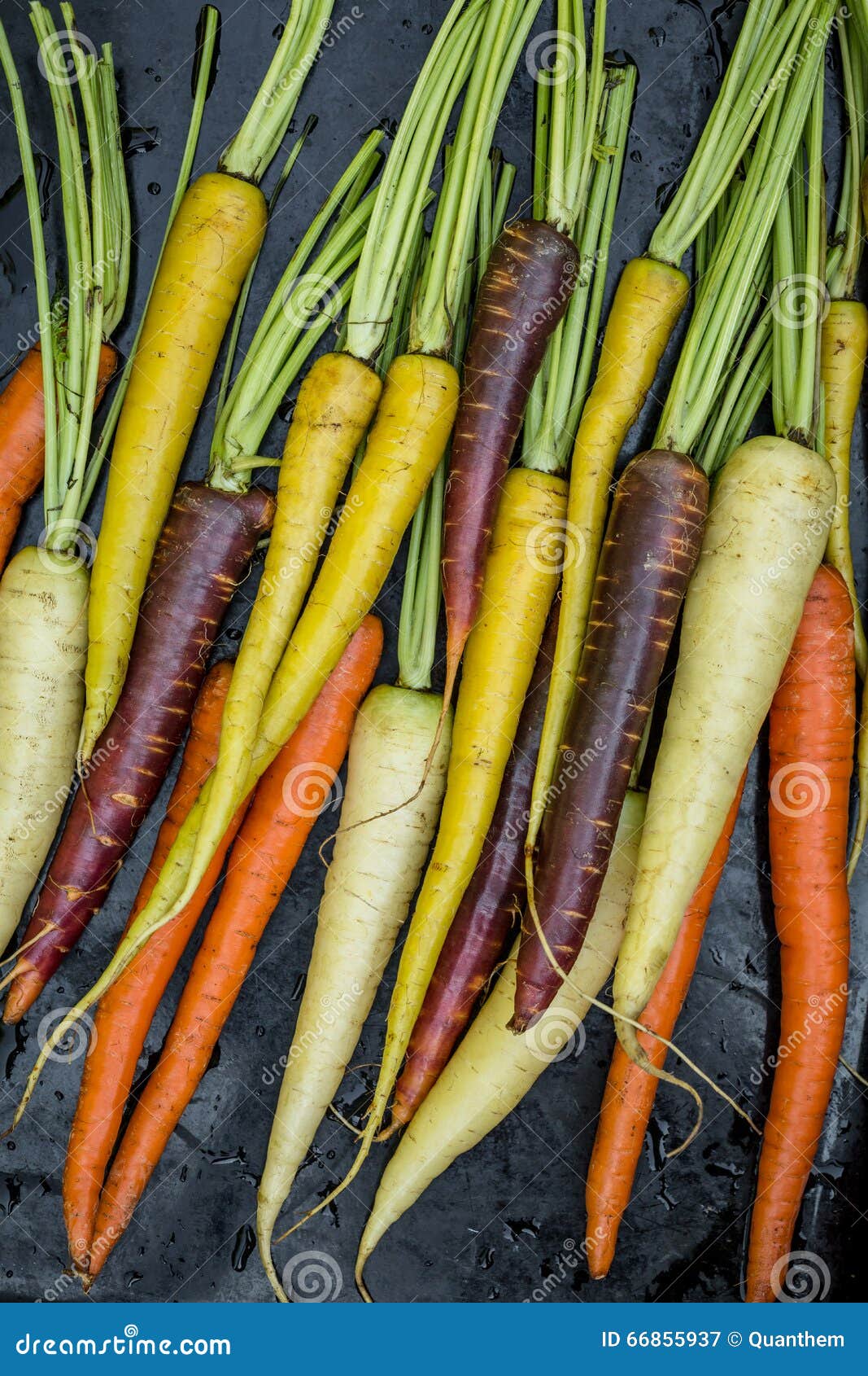 Rainbow carrots stock image. Image of view, eating, healthy - 66855937