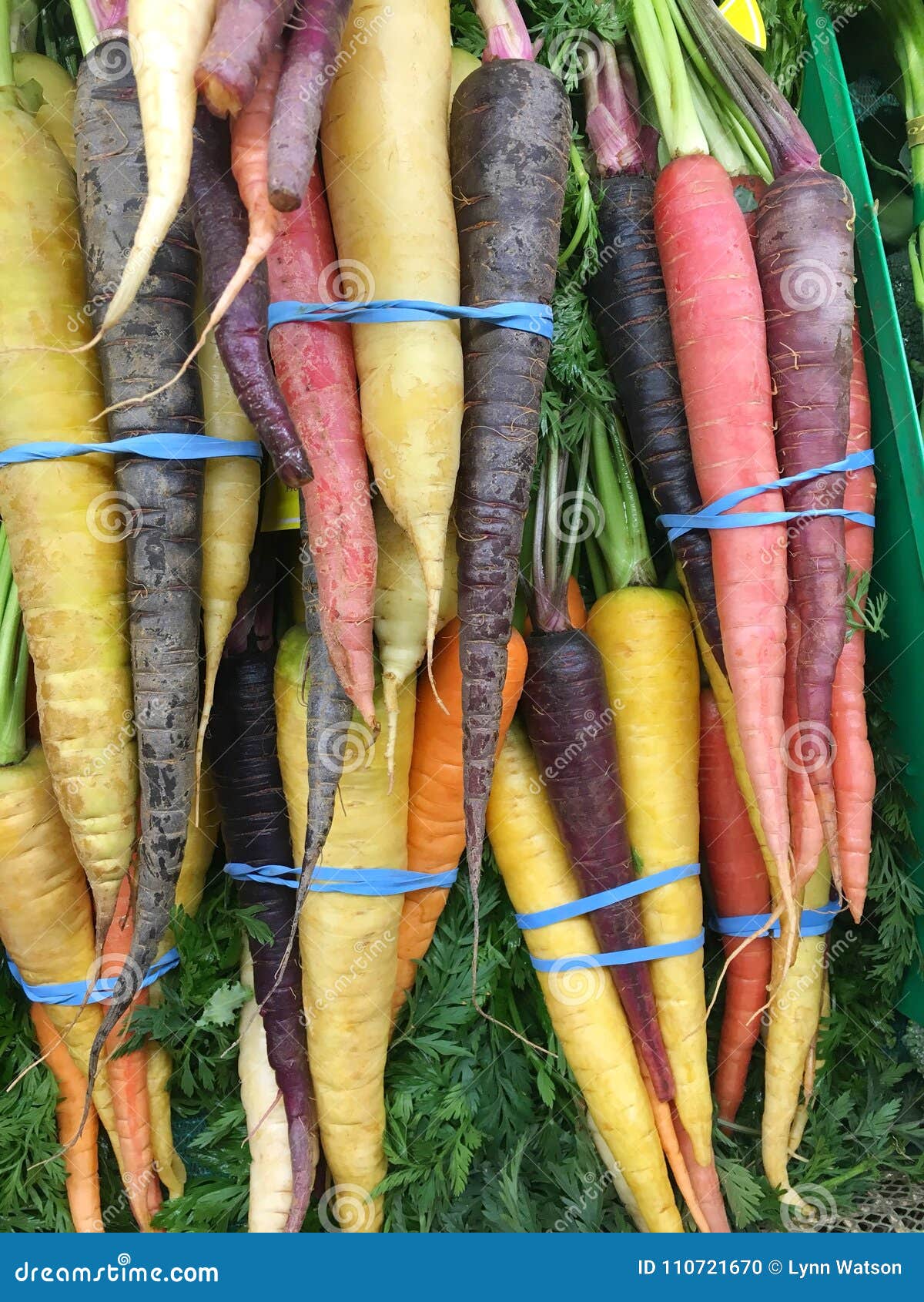 Rainbow carrots stock photo. Image of vegetable, farmers - 110721670