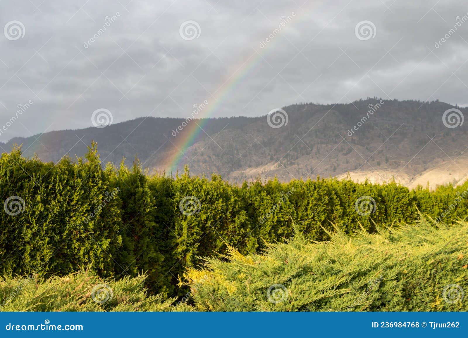 Rainbow and Cedar Shrubs in the Mountains Stock Photo - Image of shrubs ...