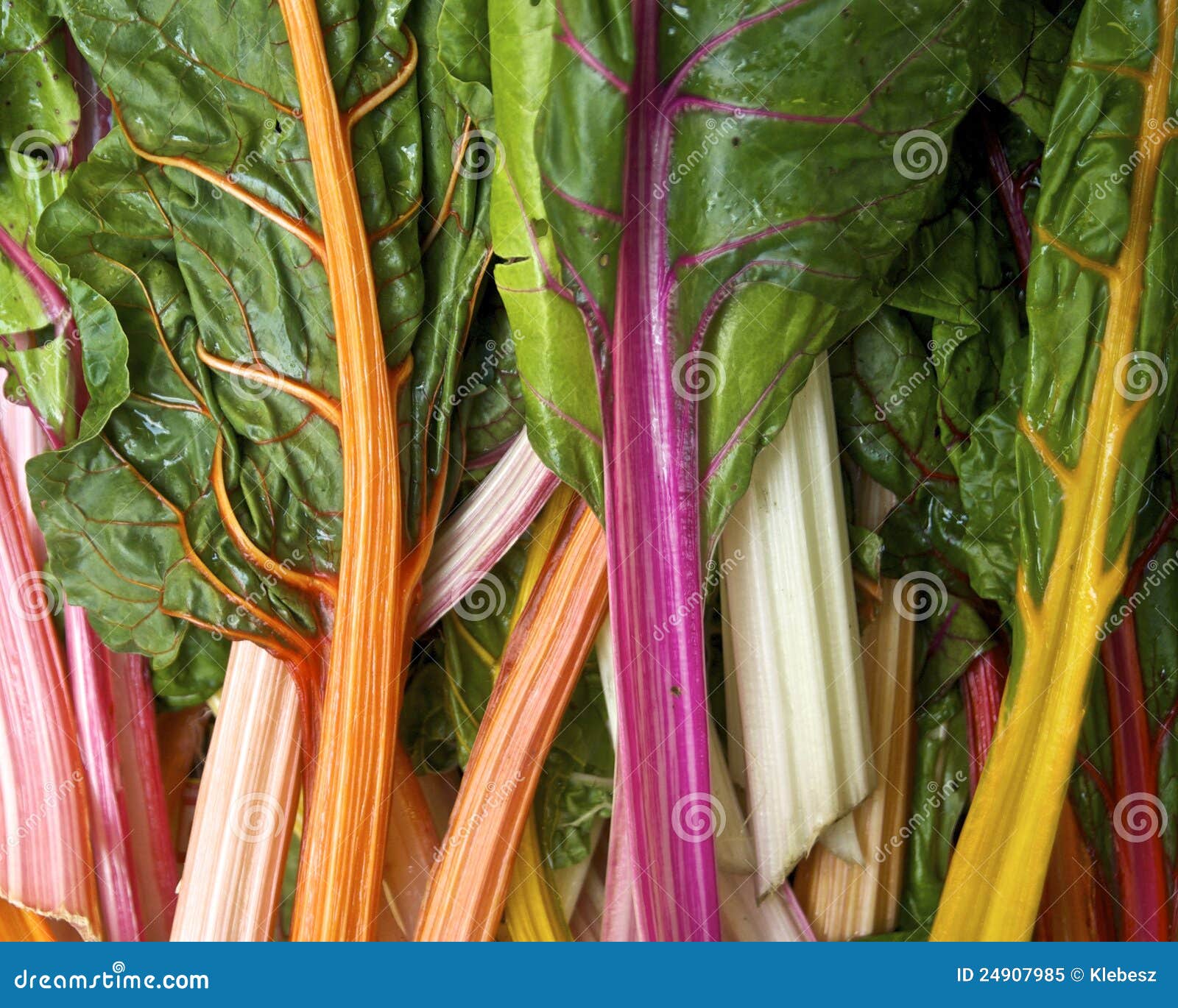 Rainbow chard stock image. Image of silverbeet, green - 24907985