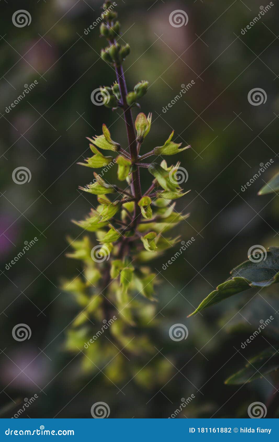 A Rainbow Color of the Grass Stock Photo - Image of food, plant: 181161882