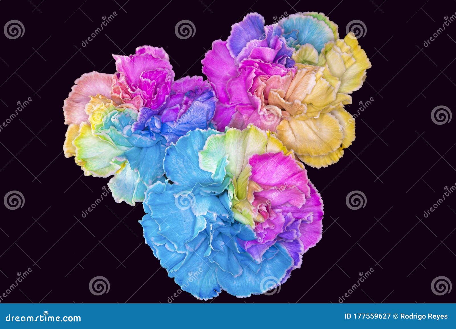 Rainbow colored Carnations stock image. Image of love - 177559627