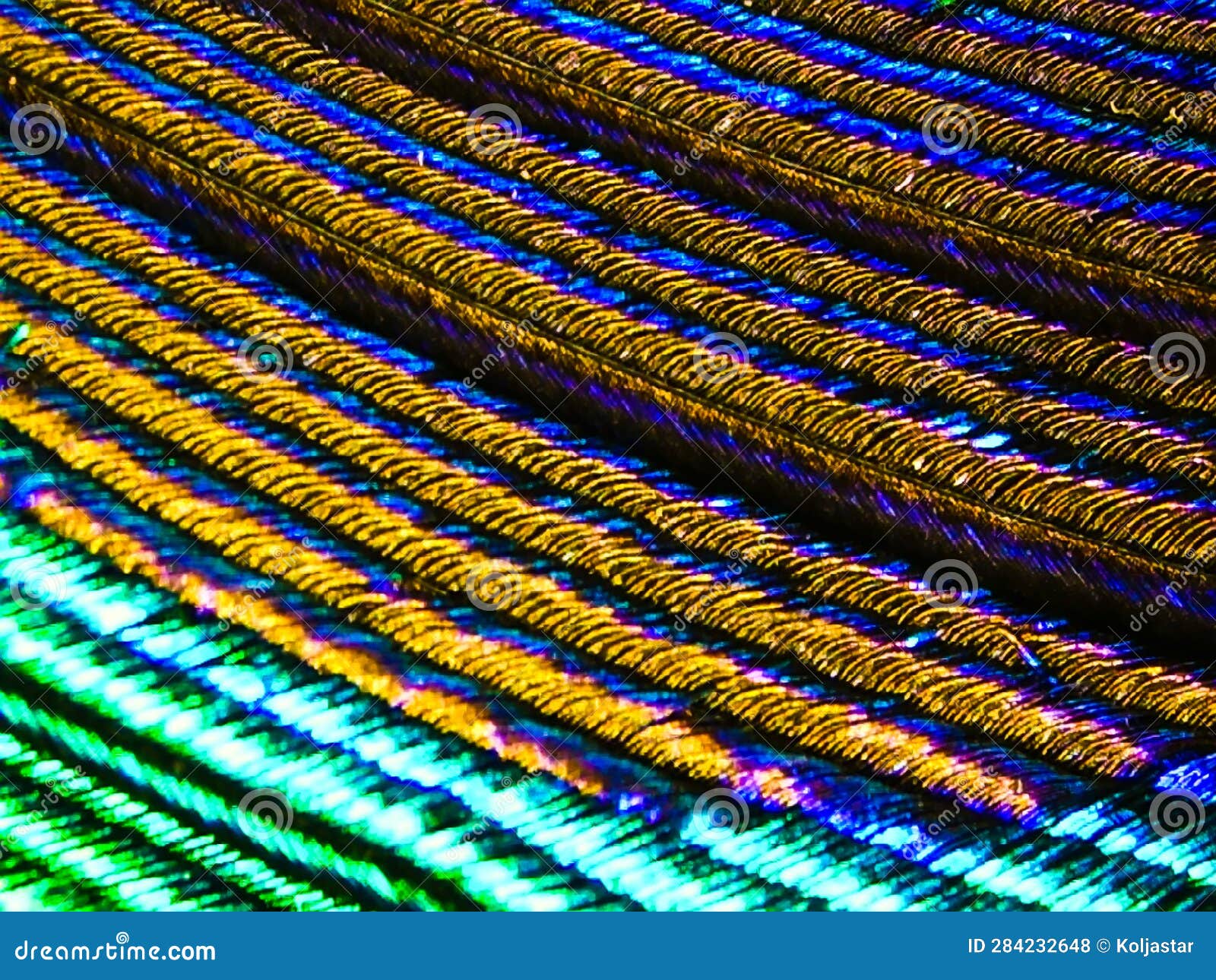Rainbow-Colored Feather Under a Microscope Stock Photo - Image of ...