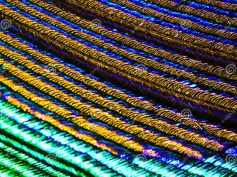Rainbow-Colored Feather Under a Microscope Stock Photo - Image of ...