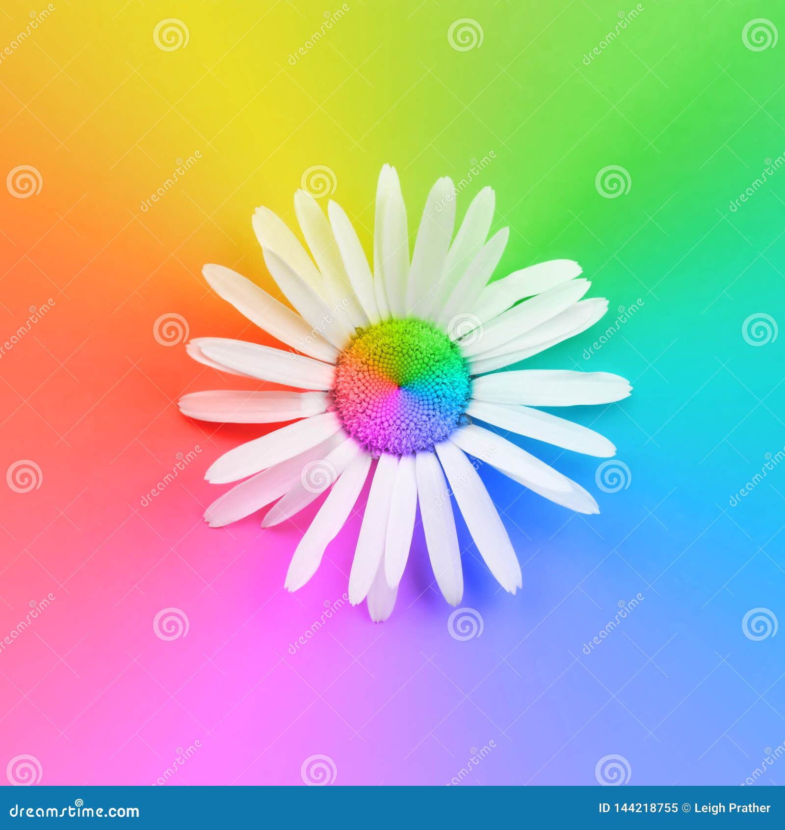 Rainbow Colored Flower Background Stock Image - Image of flower ...