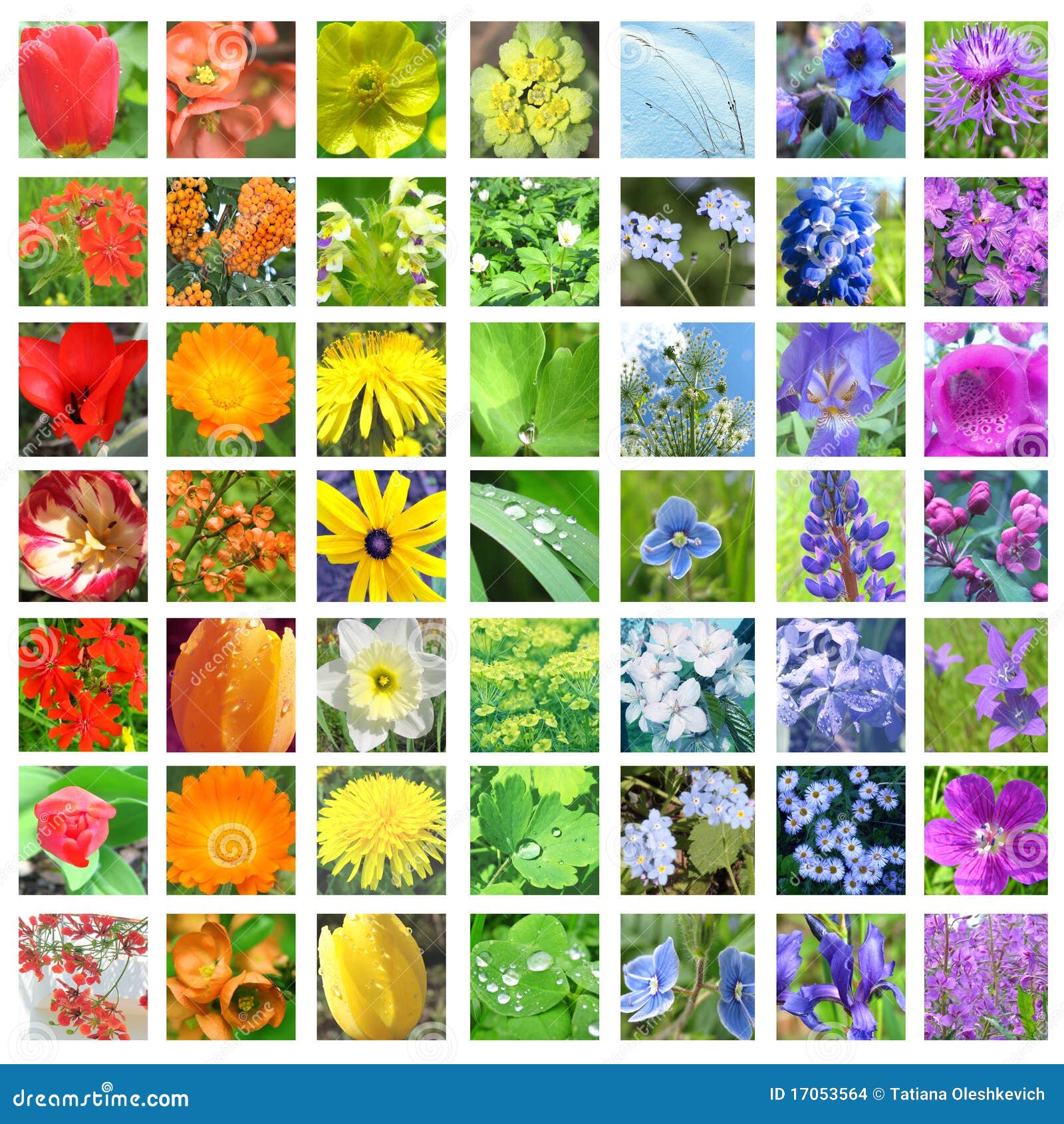 32,972 Flower Collage Stock Photos - Free & Royalty-Free Stock Photos ...