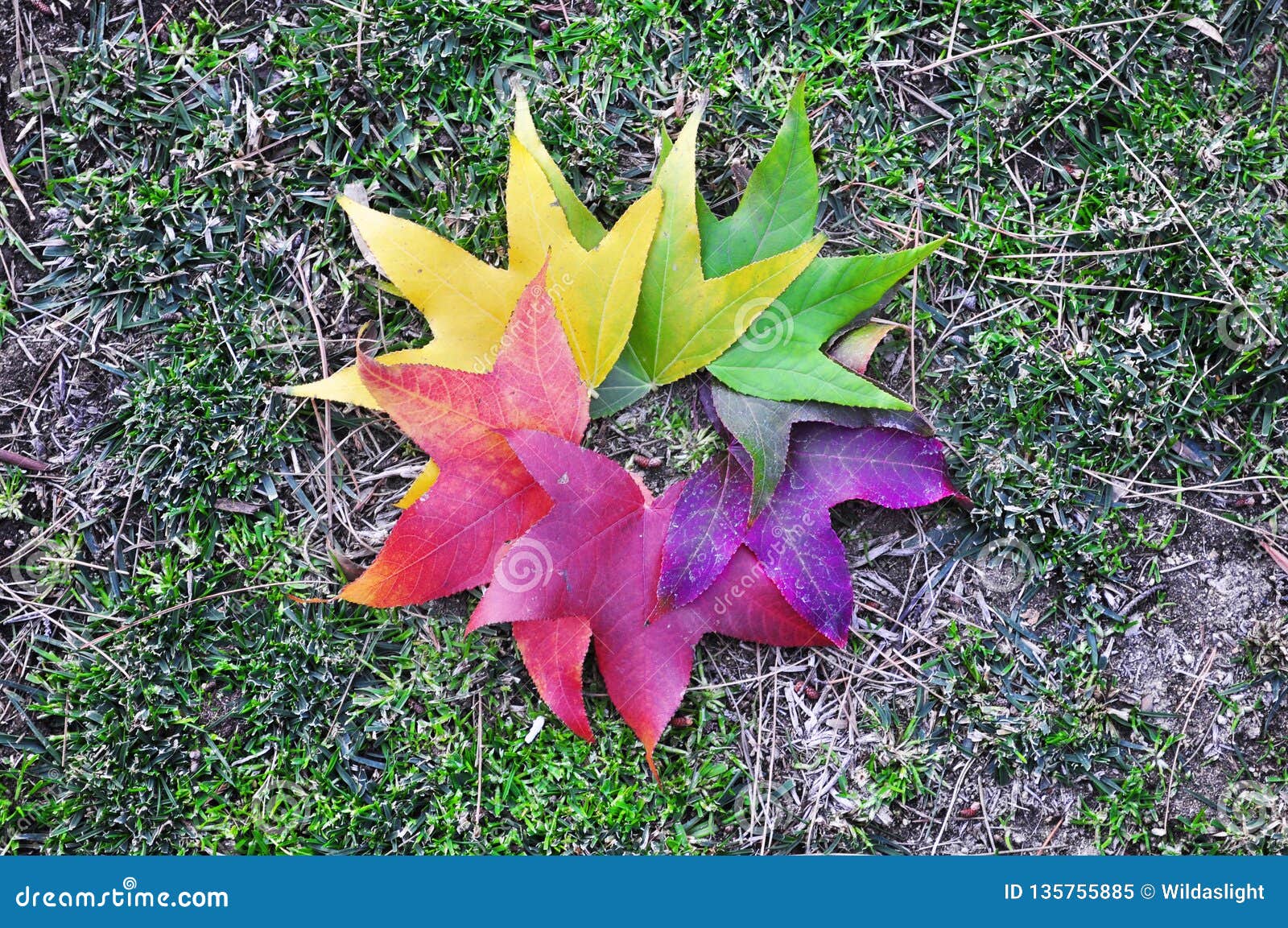 Rainbow Colored Leaves Fall Foliage Stock Image - Image of colors ...