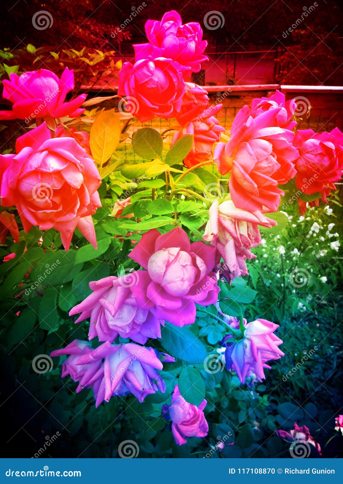 Rainbow Colored Roses in the Garden Stock Photo - Image of colored ...