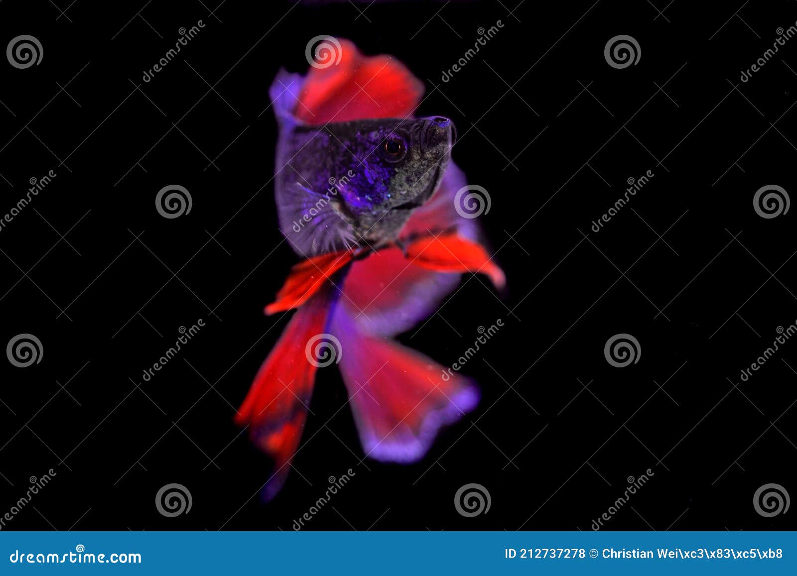 Rainbow Colored Siamese Fighting Fish, Betta Splendens, with a Black ...