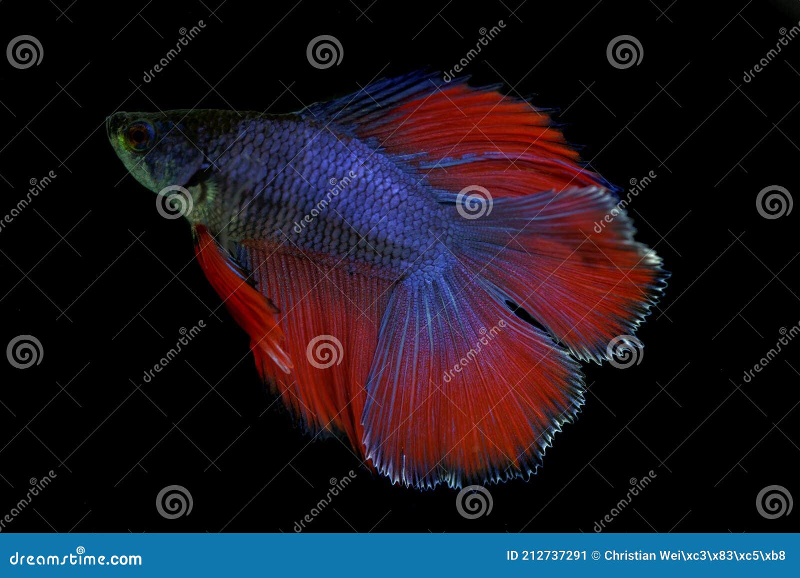 Rainbow Colored Siamese Fighting Fish, Betta Splendens, with a Black ...