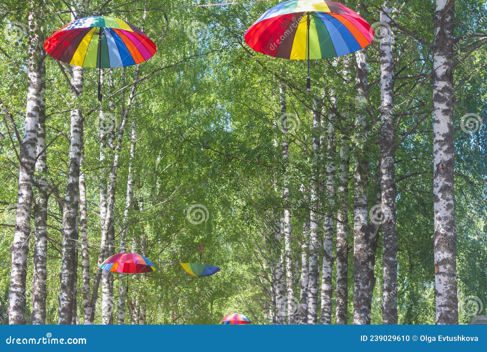 Rainbow-colored Umbrellas Hang on Trees Along the Pedestrian Path in ...