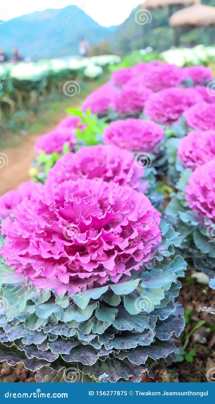 Rainbow of Colorful Fields of Summer Crops Stock Image - Image of ...