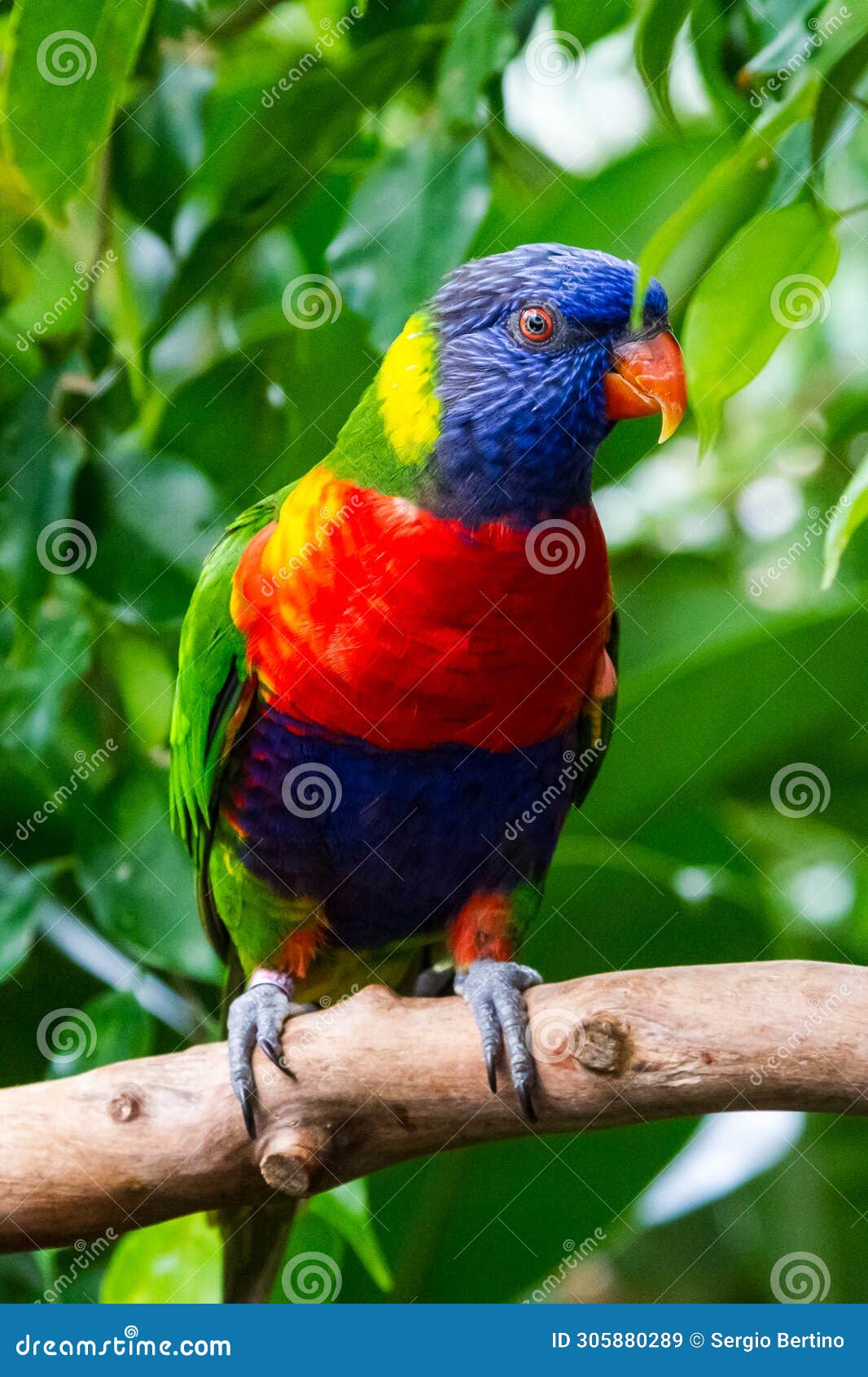 Rainbow Colorful Parrot Bird Stock Image - Image of square, colorful ...