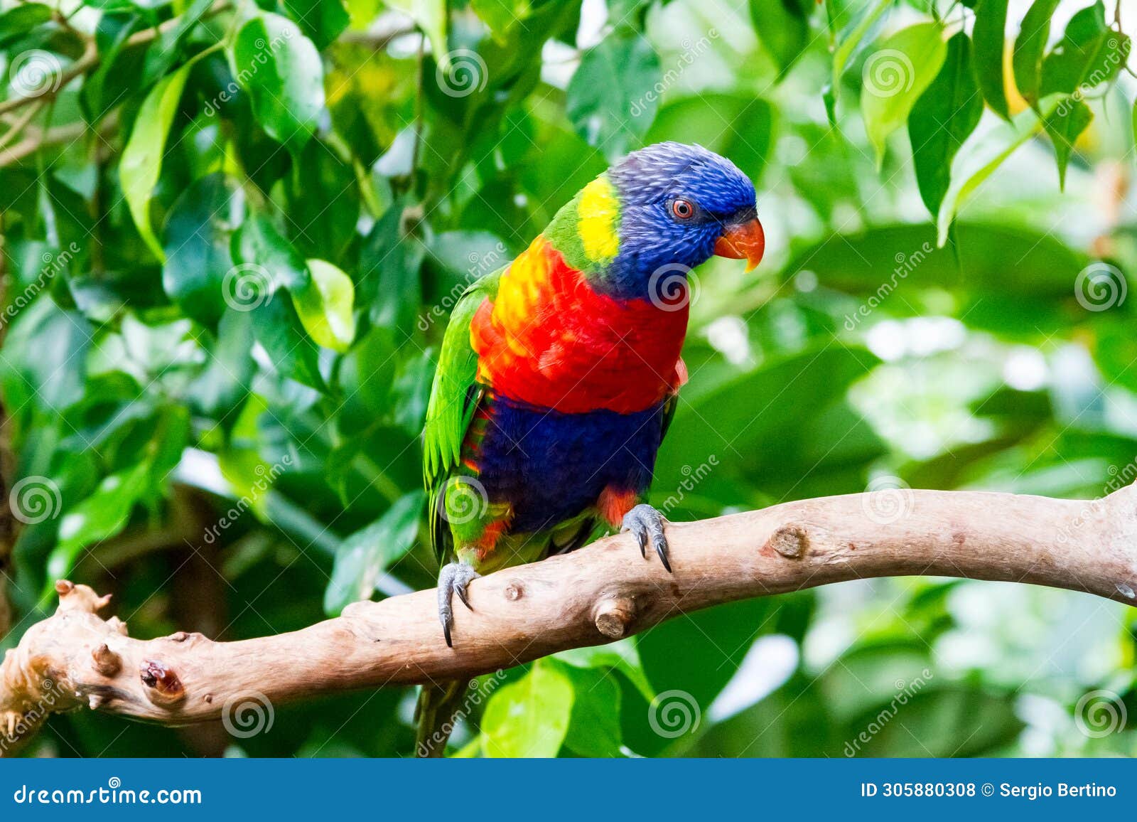 Rainbow Colorful Parrot Bird Stock Photo - Image of standing, lorikeet ...