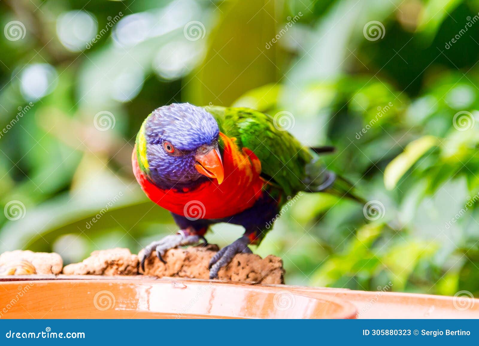 Rainbow Colorful Parrot Bird Stock Image - Image of people, length ...