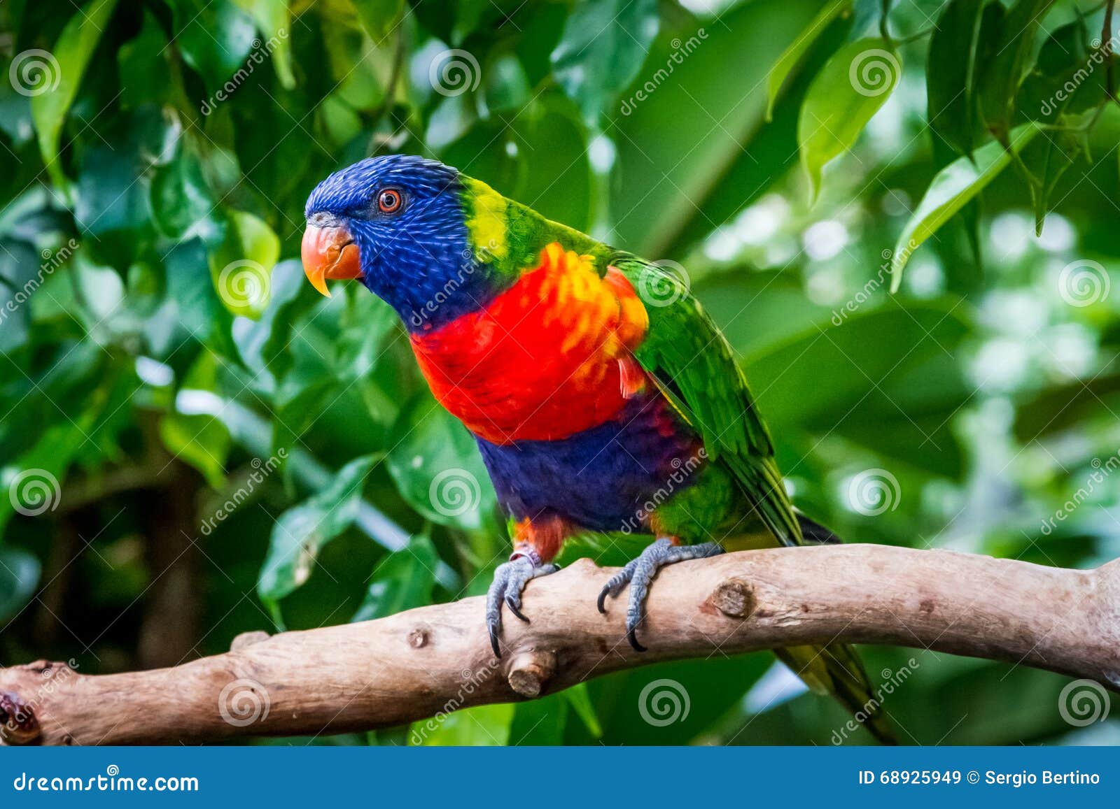 Rainbow Colorful Parrot Bird Stock Image - Image of flower, color: 68925949