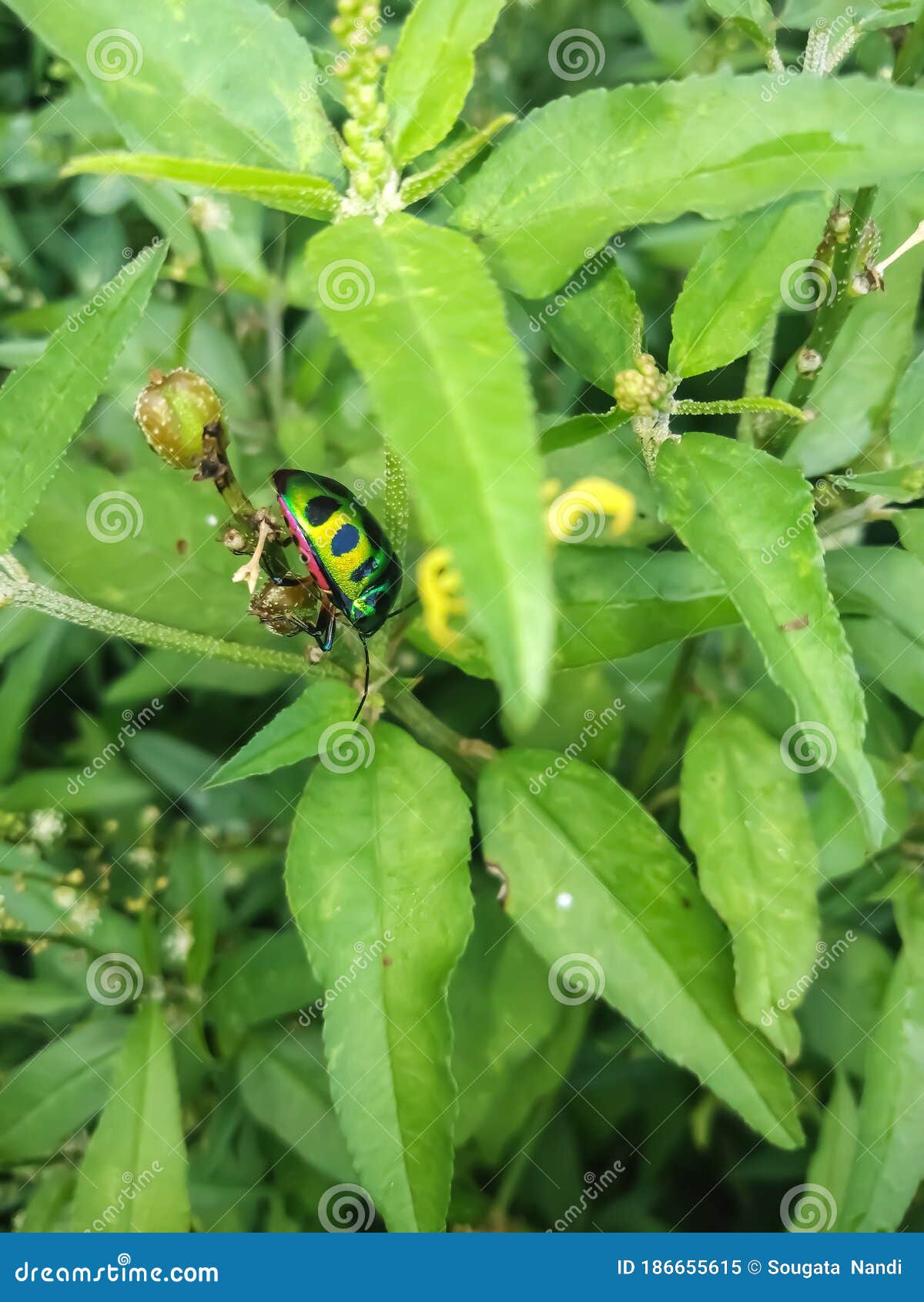 Rainbow Colour Insect on a Leaf Stock Image - Image of animal, plant ...