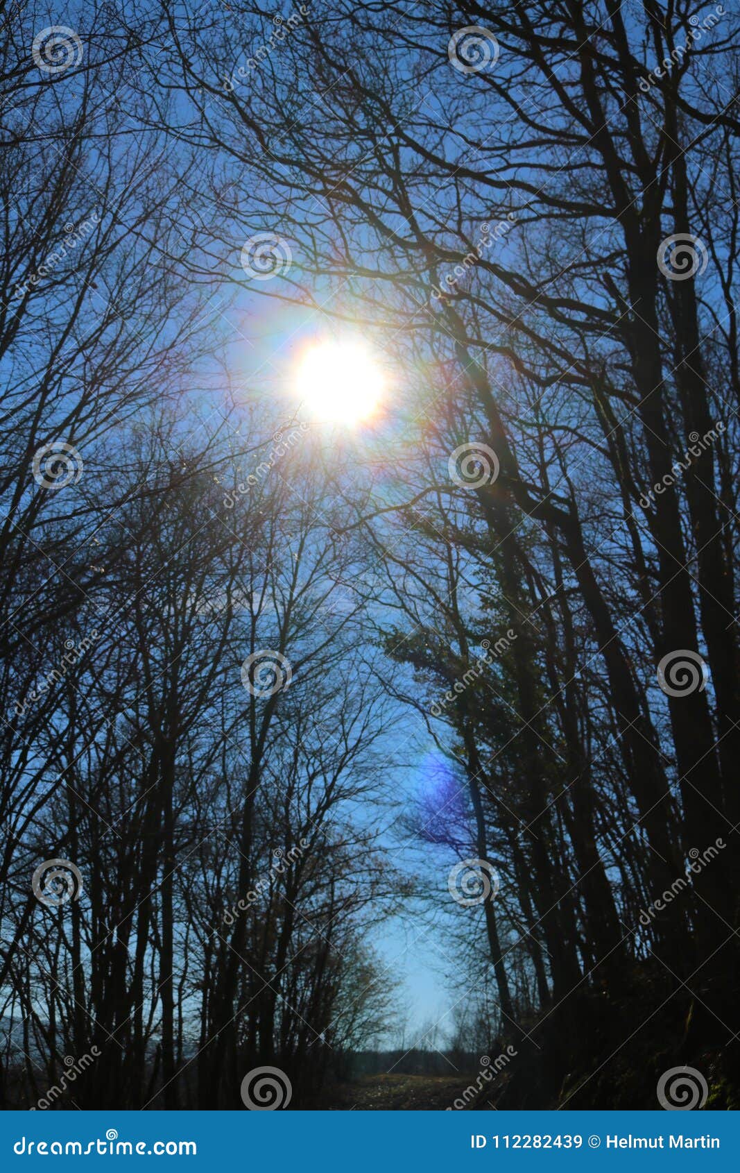 Rainbow Coloured Sunbeams Shining through Close Standing Trees Stock ...