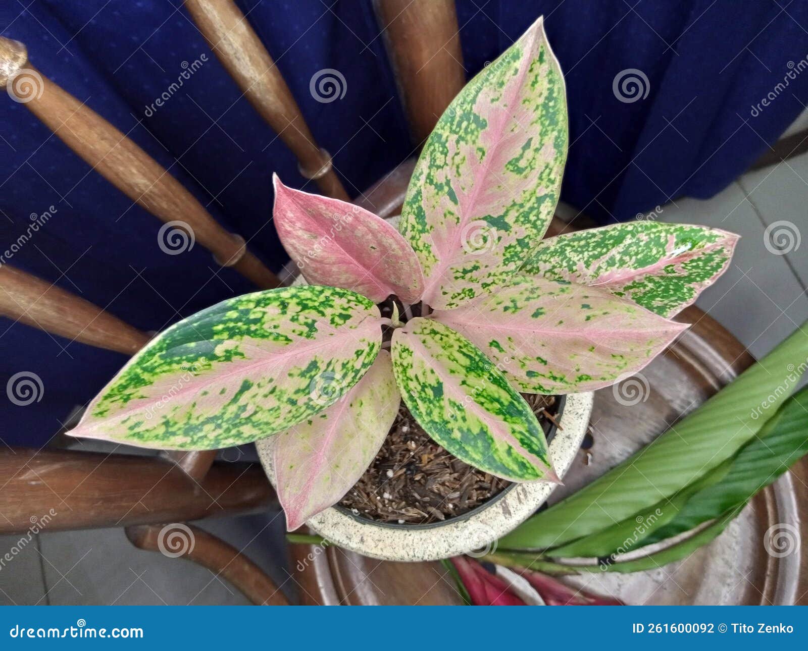 Rainbow Colourful Ornamental Plants Stock Photo - Image of yellow ...