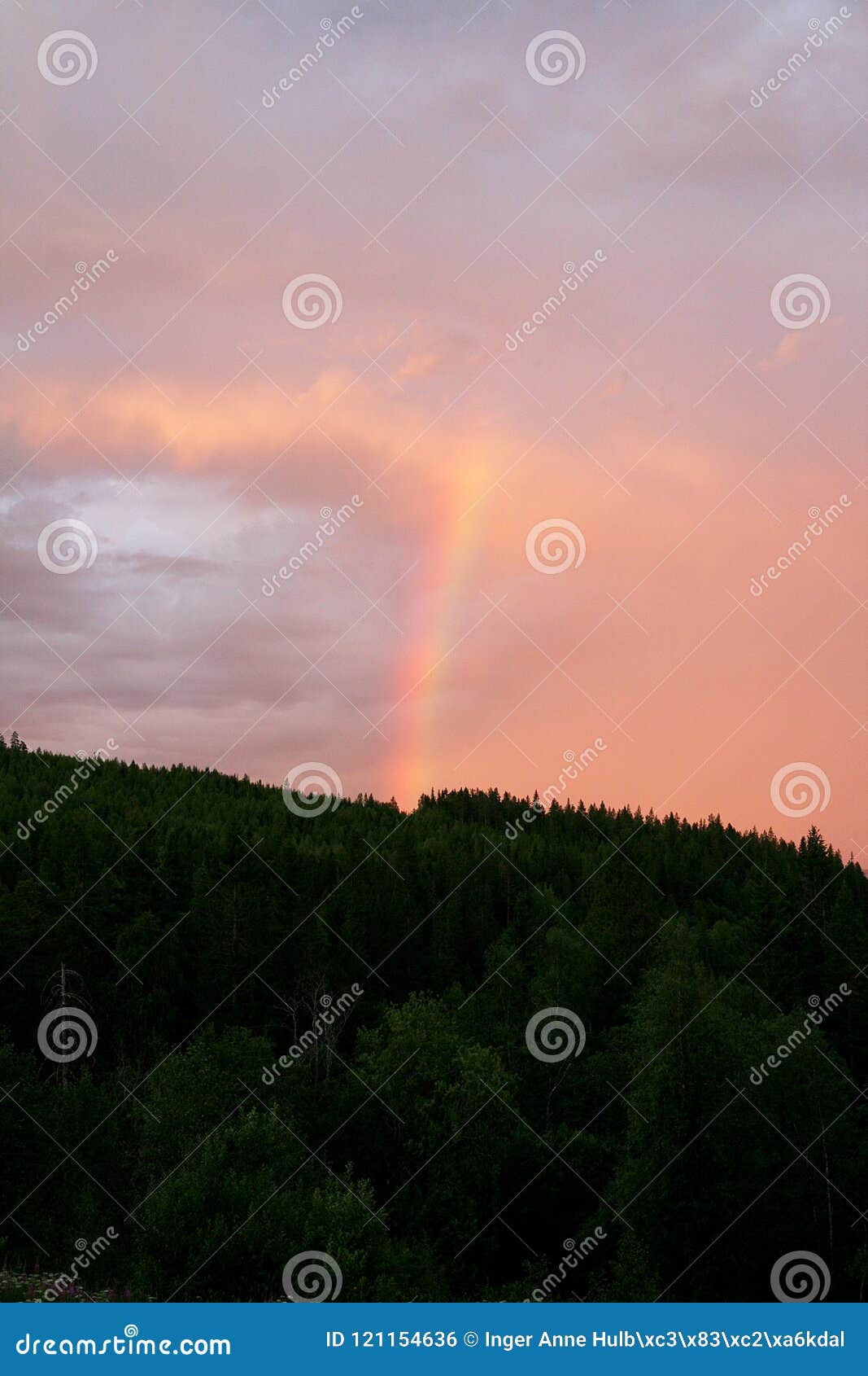 Rainbow Column Over a Forest Stock Photo - Image of rainbow, nature ...