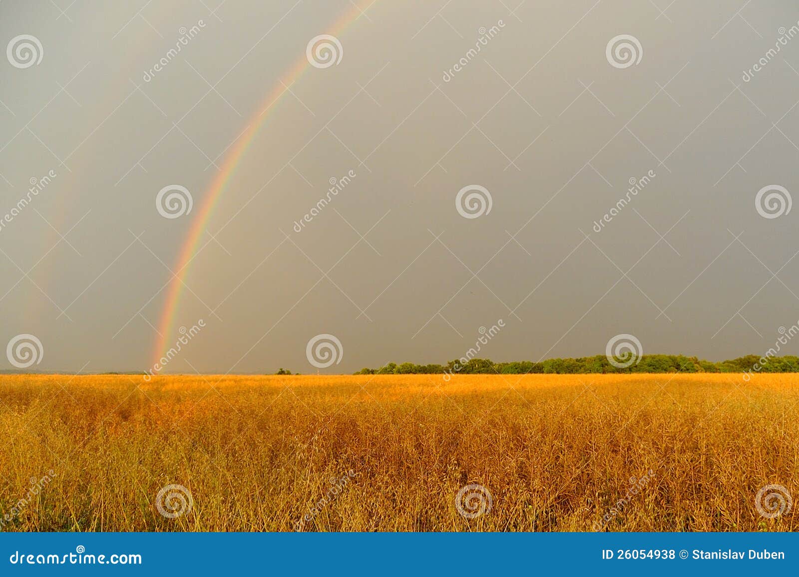 Rainbow in corn field stock photo. Image of grass, agriculture - 26054938