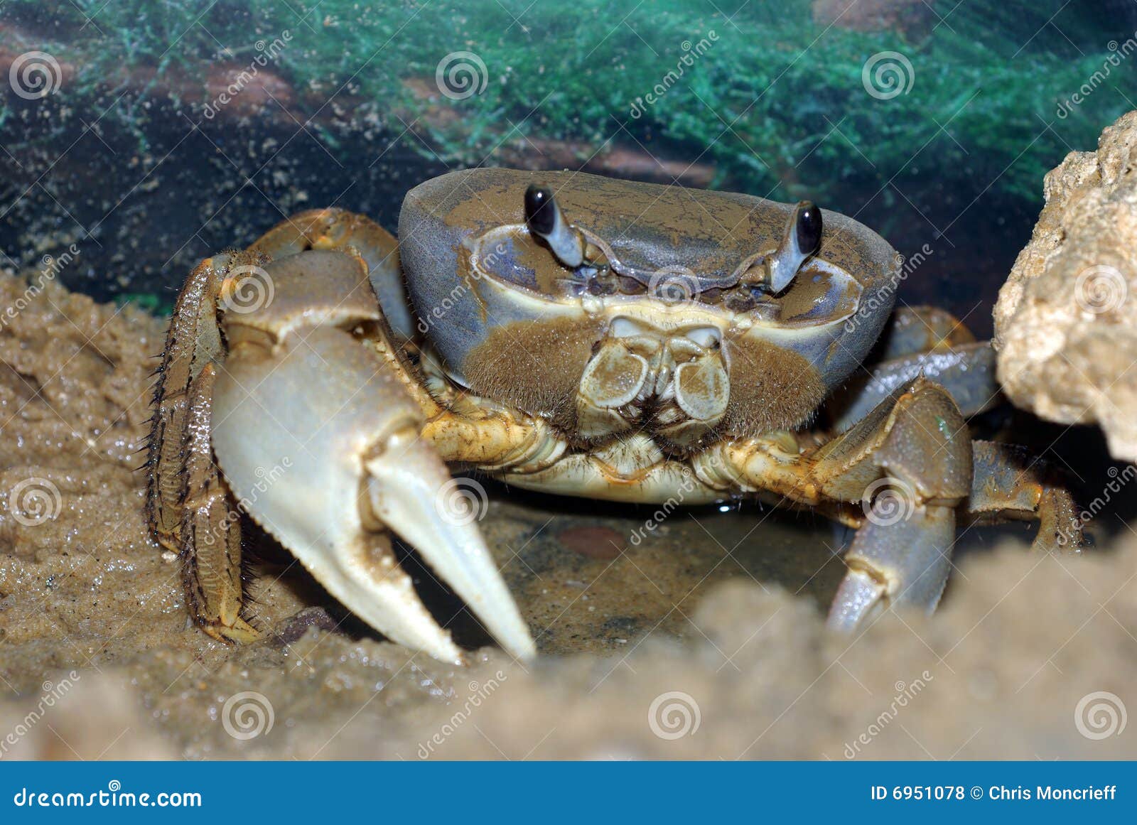 Rainbow Crab stock photo. Image of africanwater, claws - 6951078