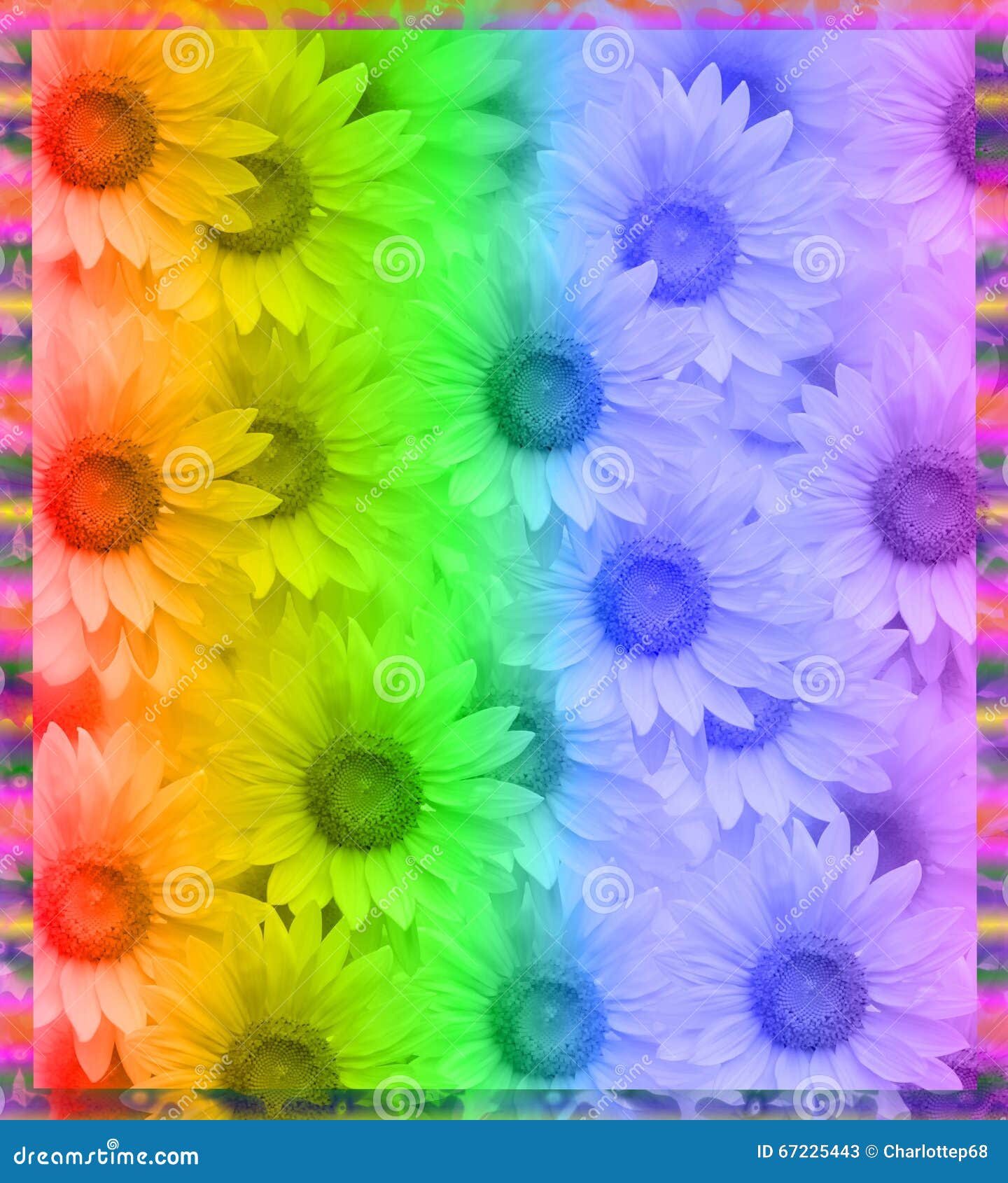 Rainbow daisy frame stock illustration. Illustration of easter - 67225443