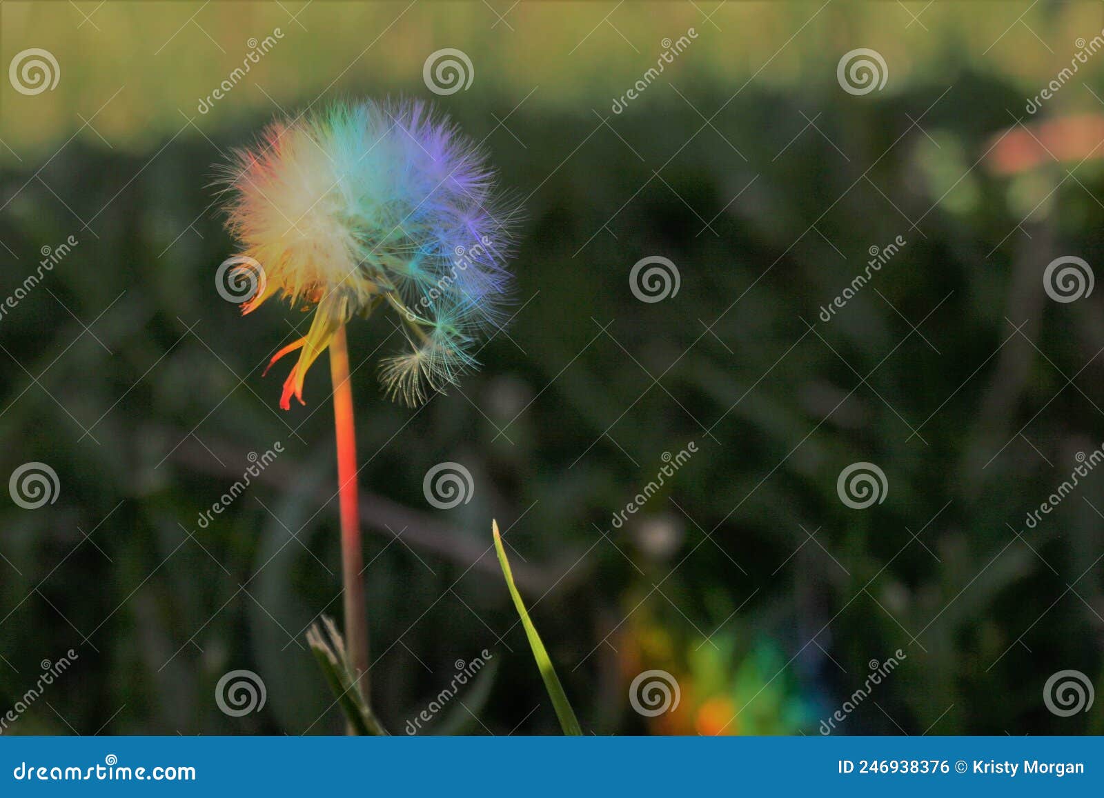 Rainbow Dandelion stock photo. Image of prism, green - 246938376