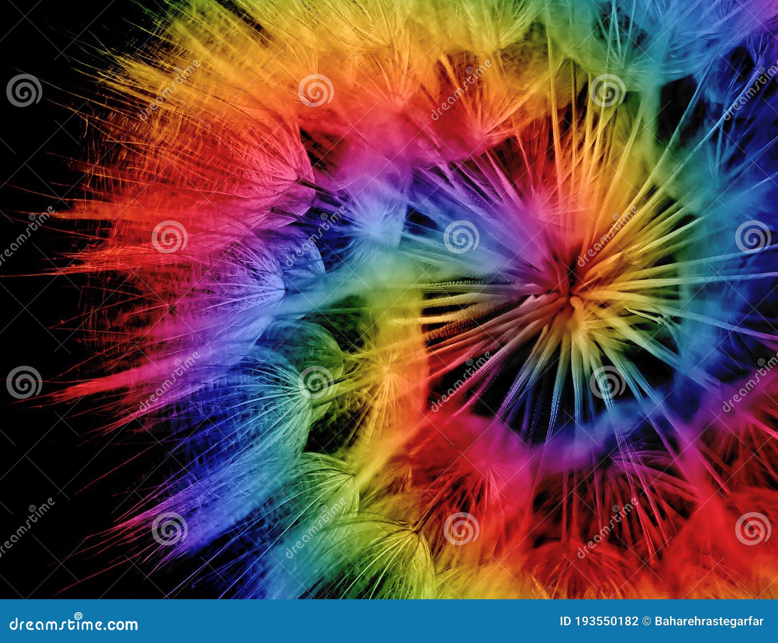 Rainbow Dandelion Isolated on Black. Stock Photo - Image of line ...