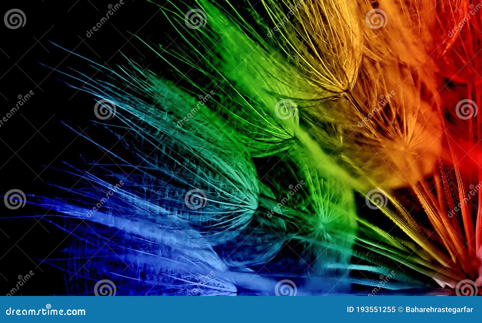 Rainbow dandelion seeds. stock image. Image of macro - 193551255