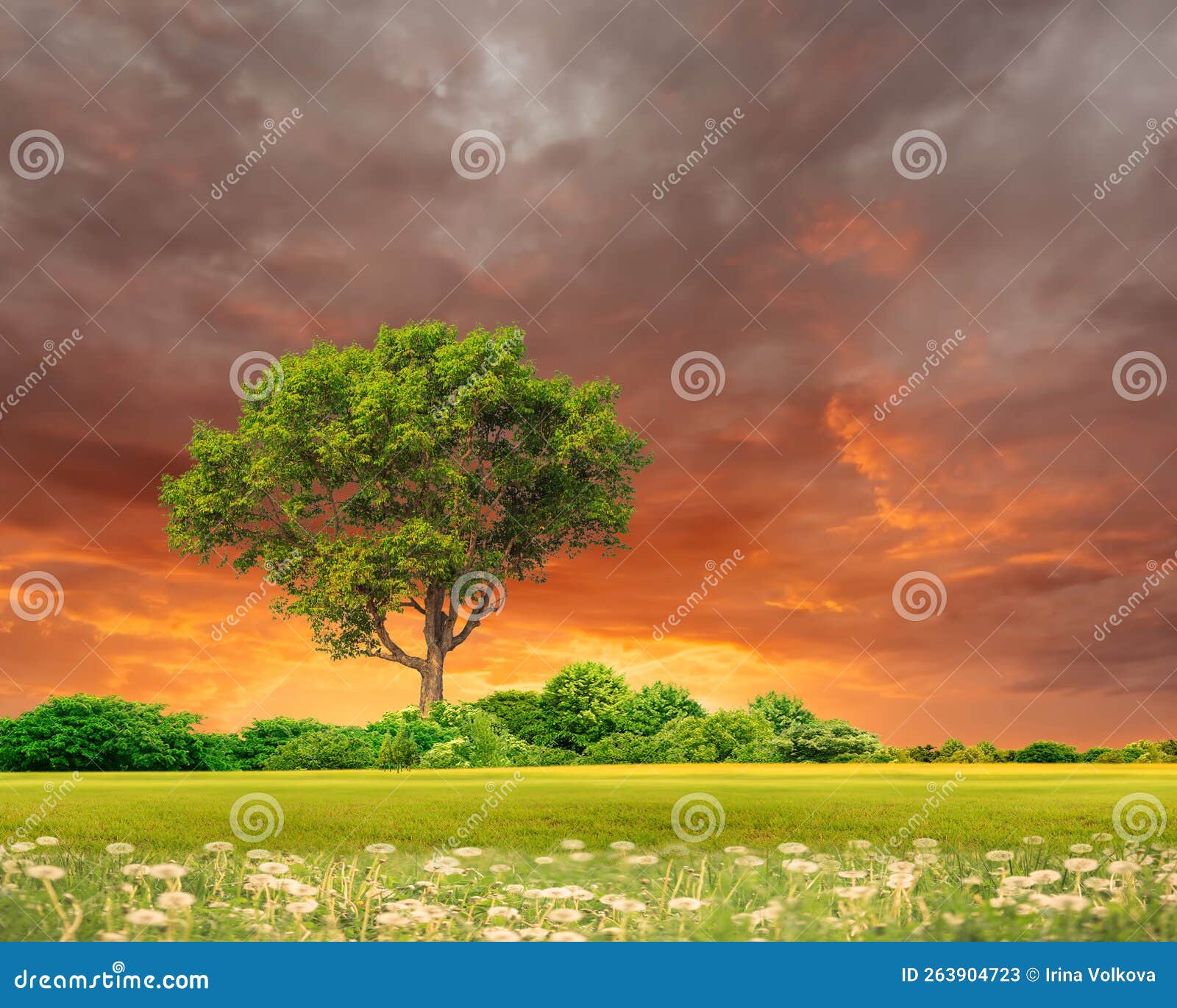 Rainbow on Dramatic Sunset Sky Green Field and Trees Nature Landscape ...
