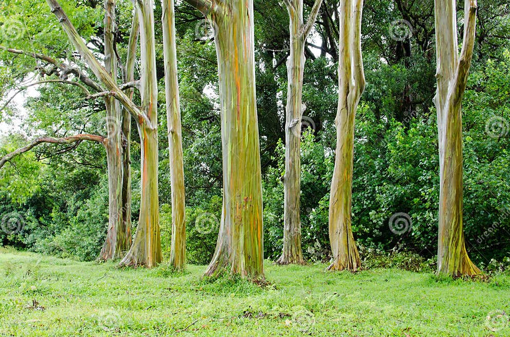 Rainbow Eucalyptus stock image. Image of forest, eucalyptus - 20402887