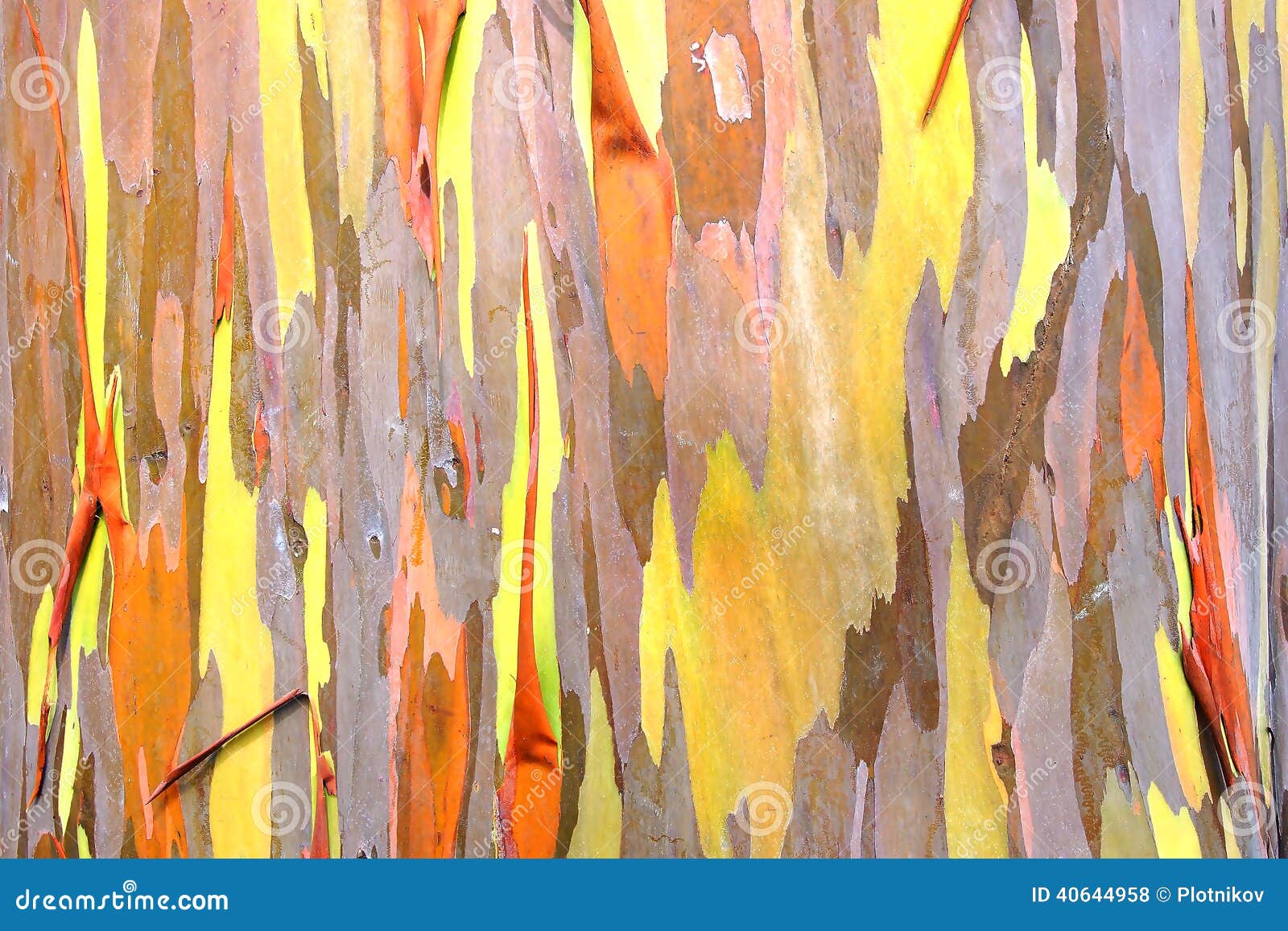 Rainbow Eucalyptus Trees, Maui, Hawaiian Islands Royalty-Free Stock ...