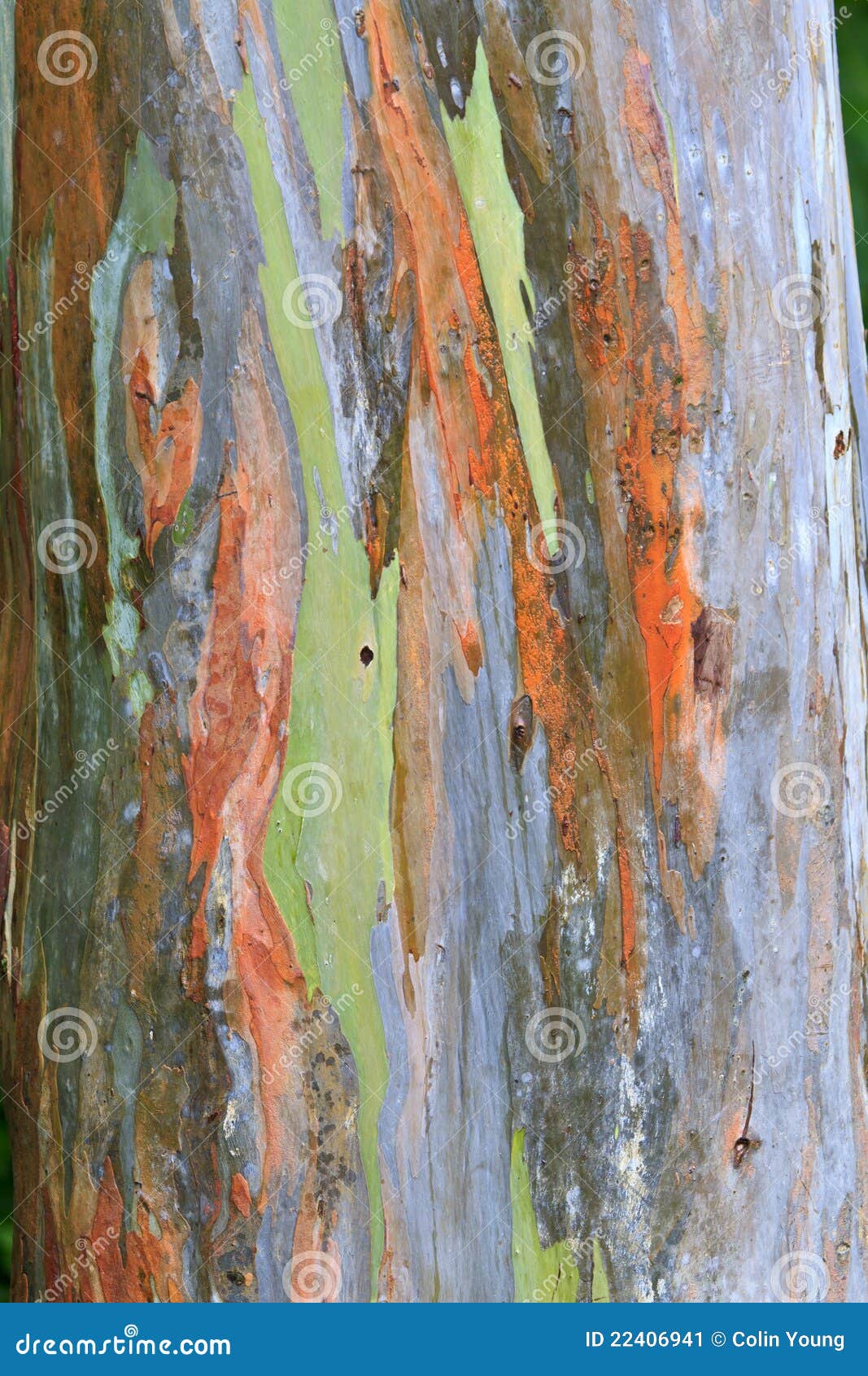 Rainbow Eucalyptus Bark stock image. Image of america - 22406941