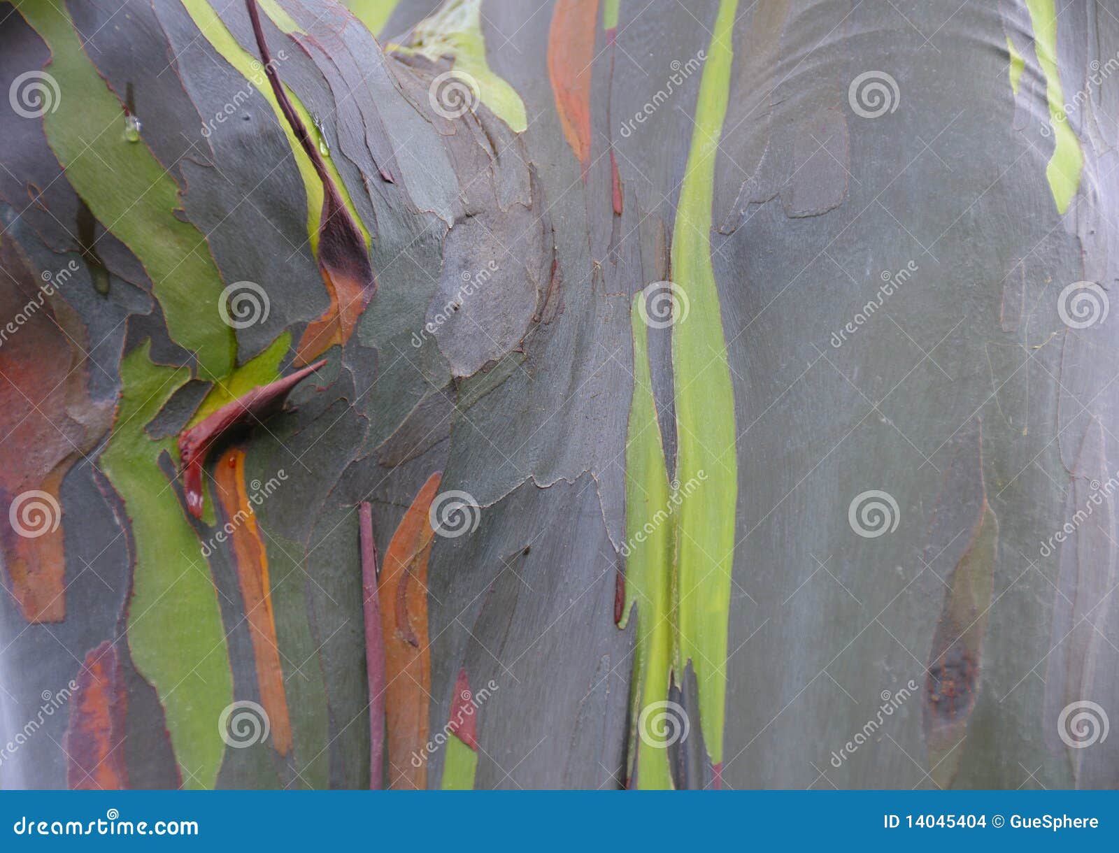 Rainbow Eucalyptus, Colorful Tree Bark Stock Photo - Image of bough ...