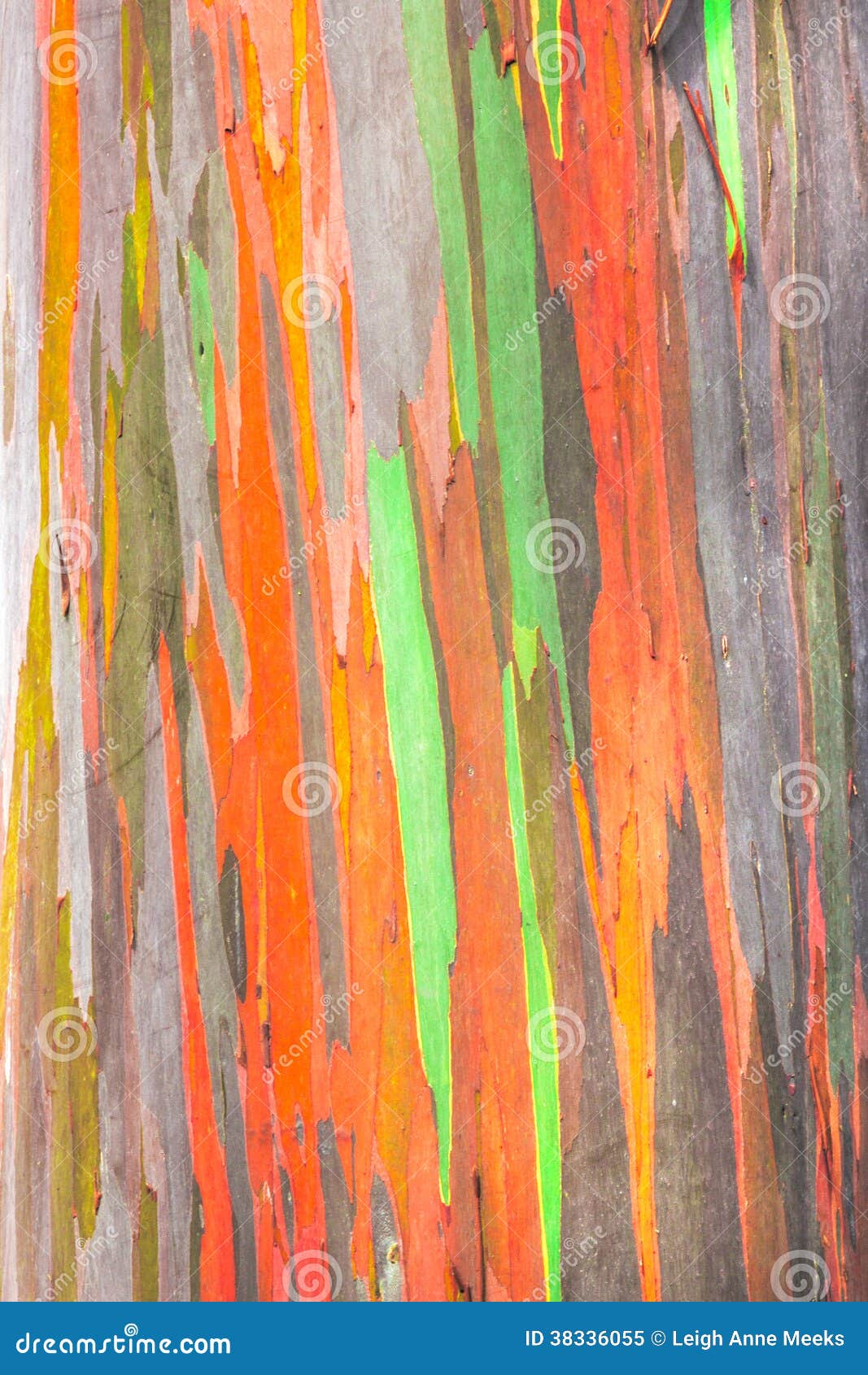 Rainbow Eucalyptus Trees. Royalty-Free Stock Image | CartoonDealer.com ...