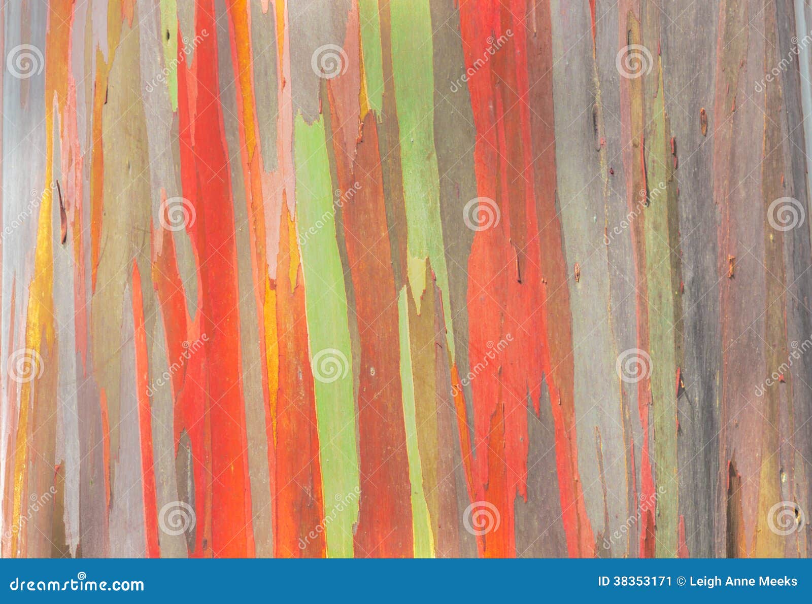 Rainbow Eucalyptus stock image. Image of grey, blue, color - 38353171
