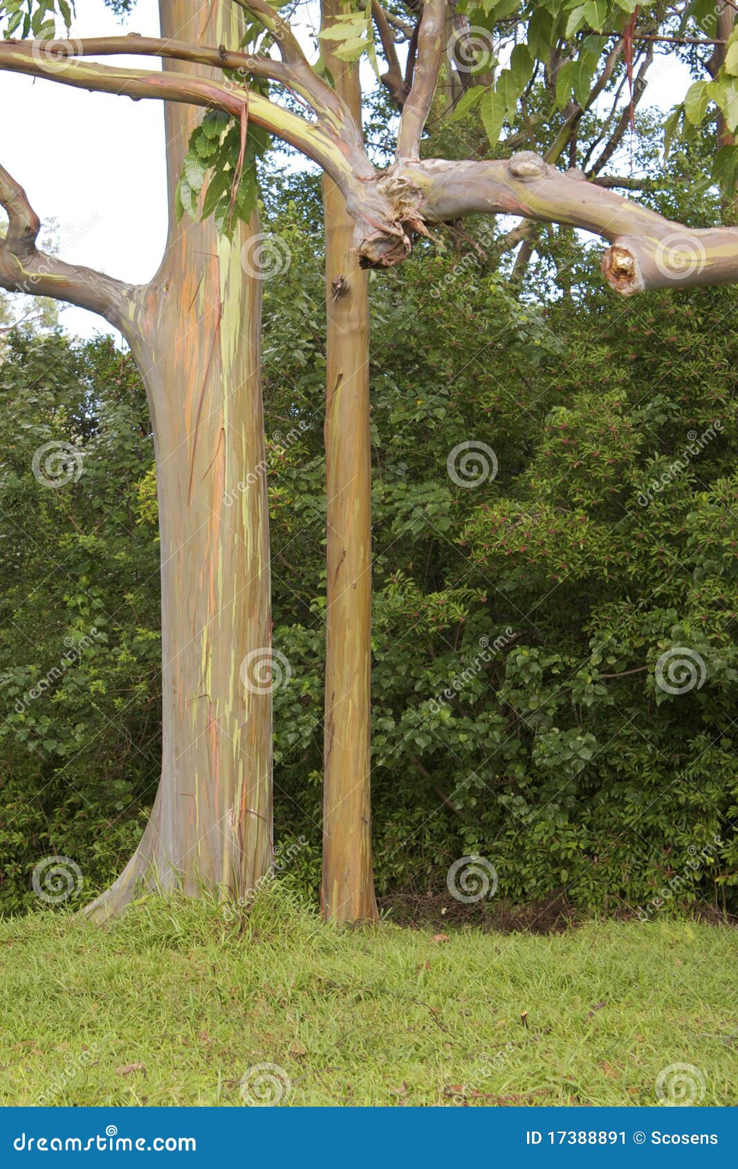 Rainbow Eucalyptus Tree Royalty-Free Stock Photo | CartoonDealer.com ...