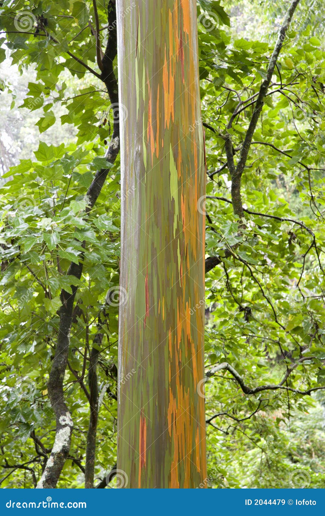 Rainbow And Oak Tree Royalty-Free Stock Image | CartoonDealer.com #60113680