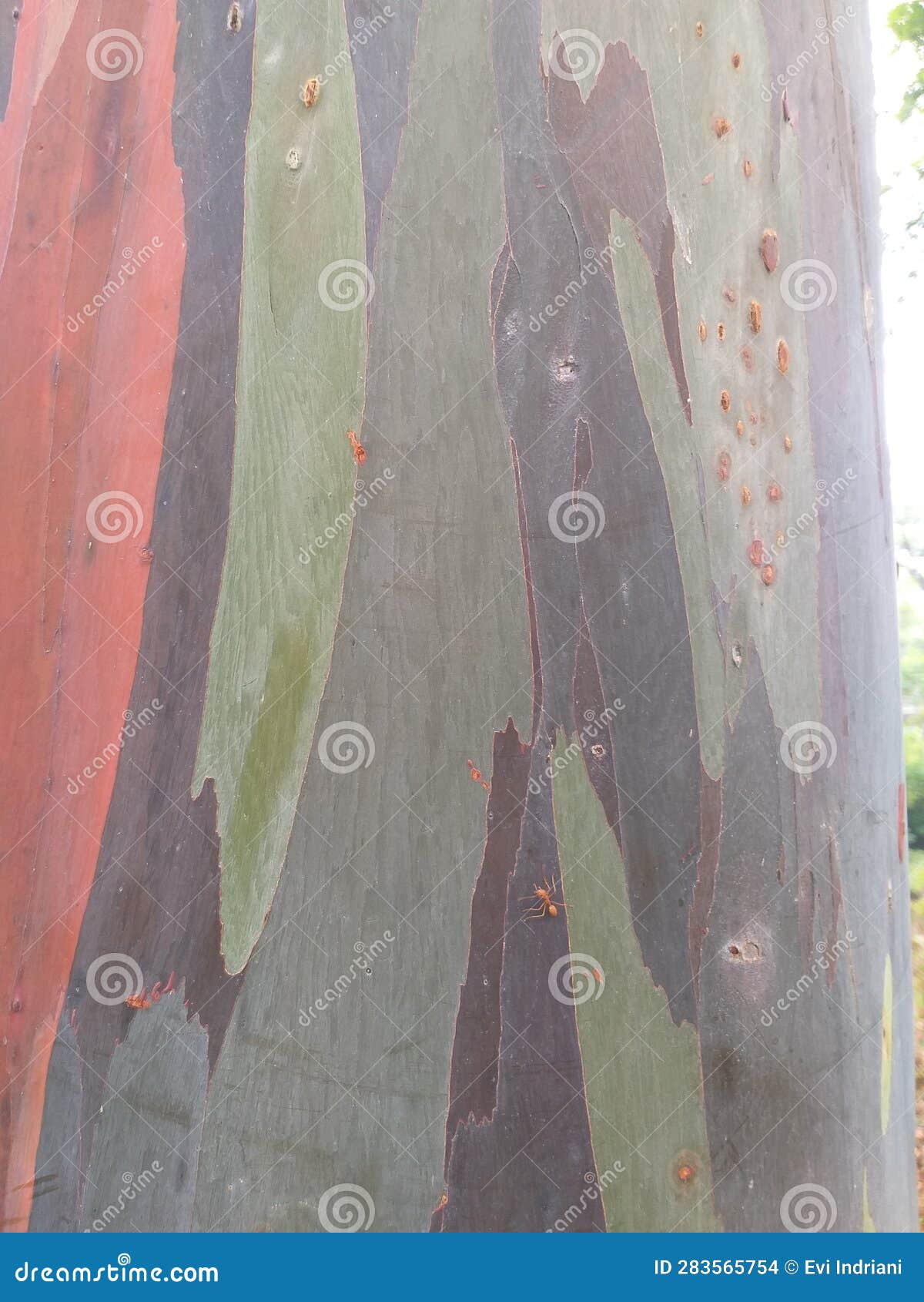 Rainbow Eucalyptus Tree Bark Stock Photo - Image of eucalyptus, rainbow ...