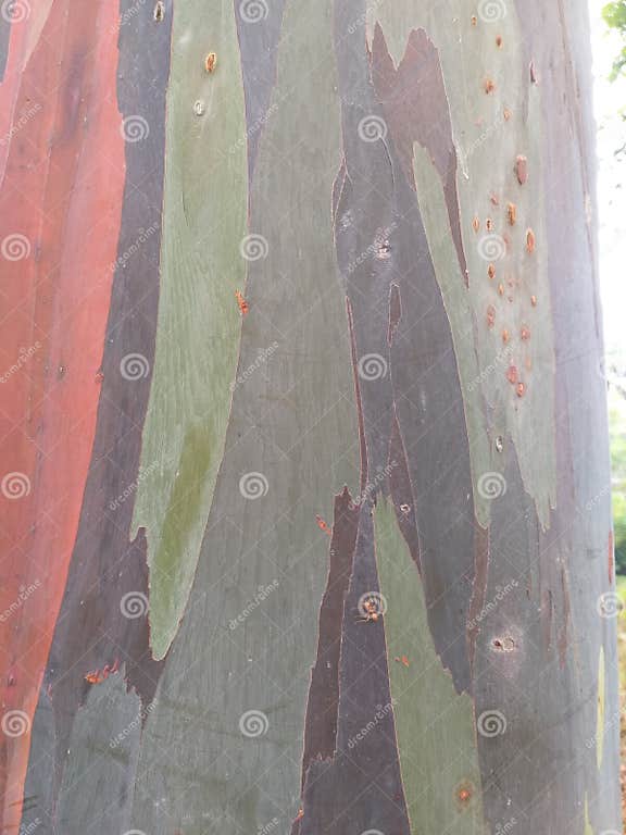 Rainbow Eucalyptus Tree Bark Stock Photo - Image of eucalyptus, rainbow ...