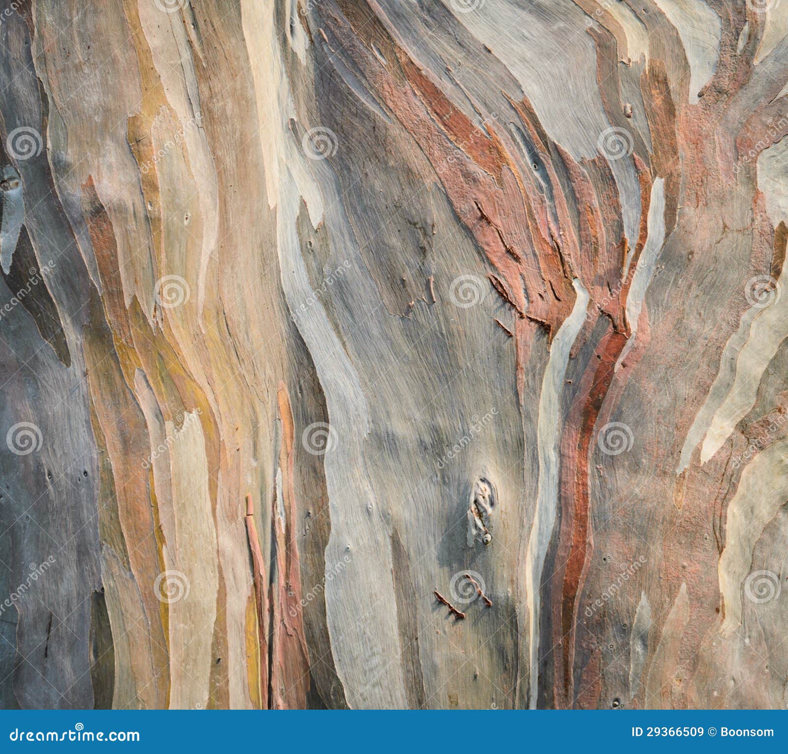 Rainbow Eucalyptus Tree Bark Stock Image - Image of background, color ...