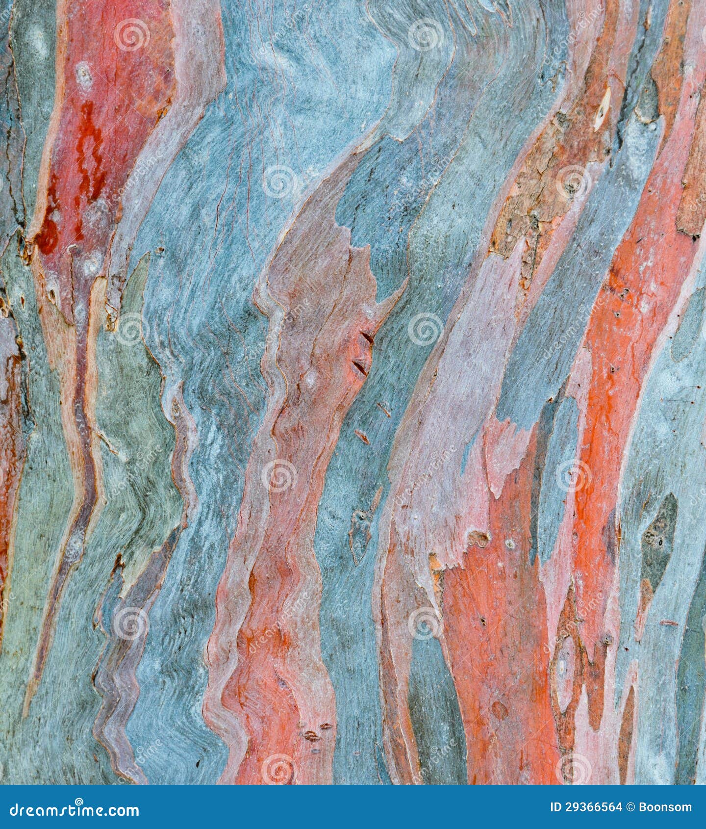Rainbow Eucalyptus Tree Bark Stock Photo - Image of trunk, color: 29366564