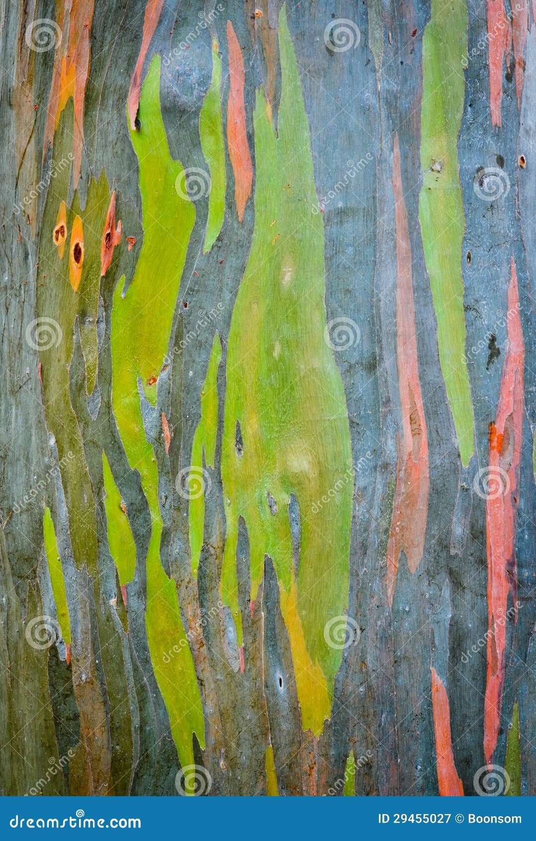 Rainbow Eucalyptus Tree Bark Stock Image - Image of closeup, close ...