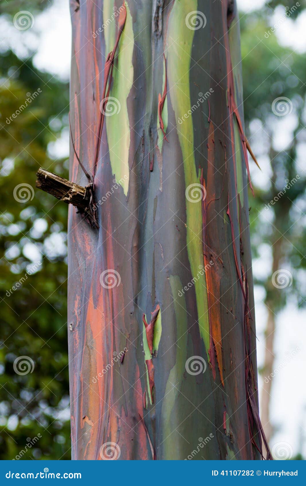 Rainbow Eucalyptus Tree Bark Stock Photo - Image of bark, corroded ...