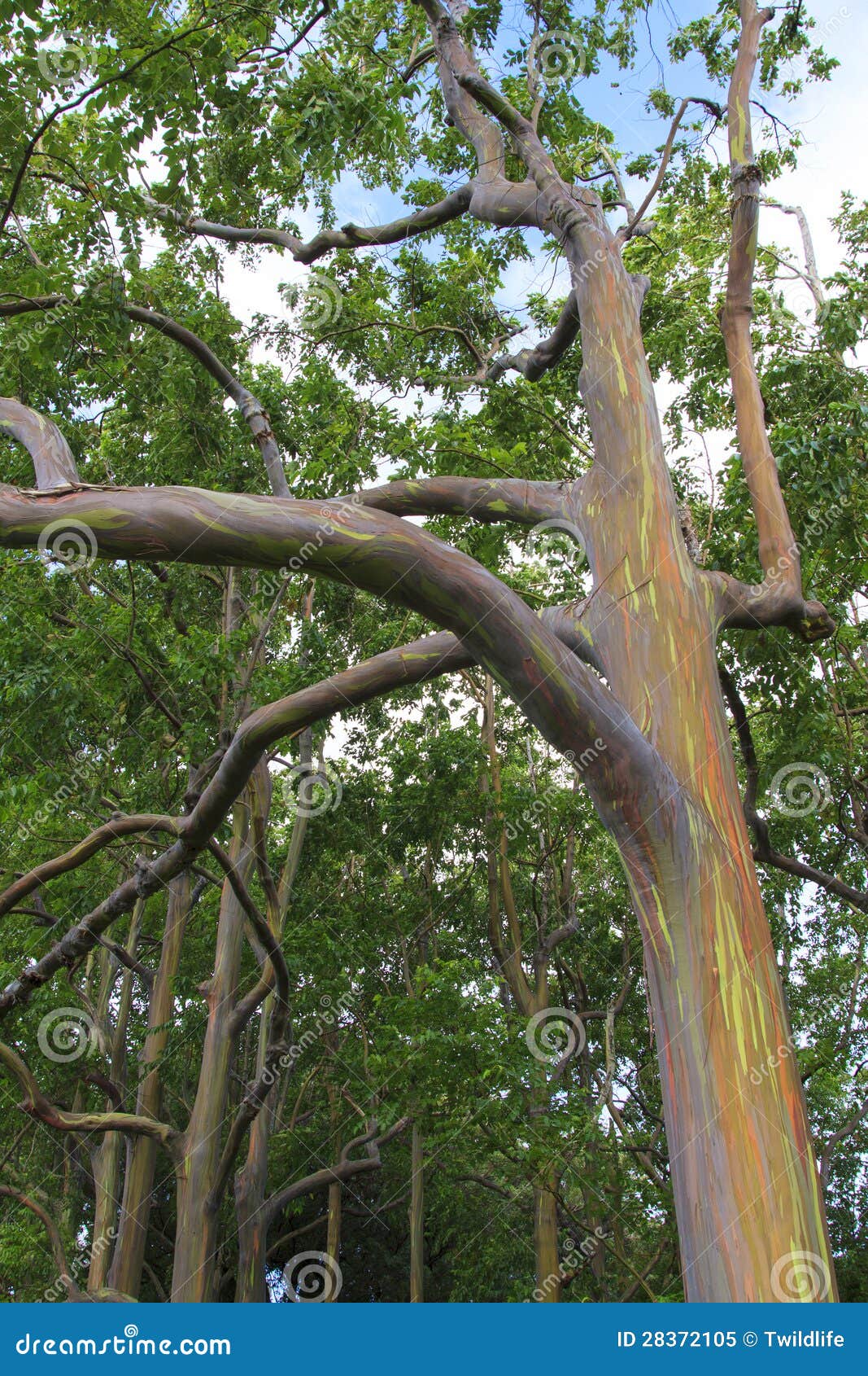 Rainbow Gum Tree In Farmville