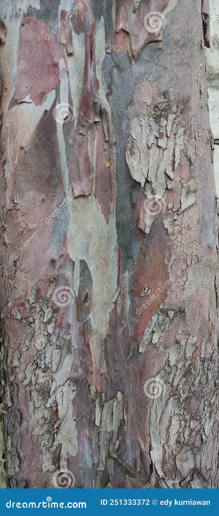 Rainbow Eucalyptus Tree Trunk Landscape Stock Photo - Image of trunk ...