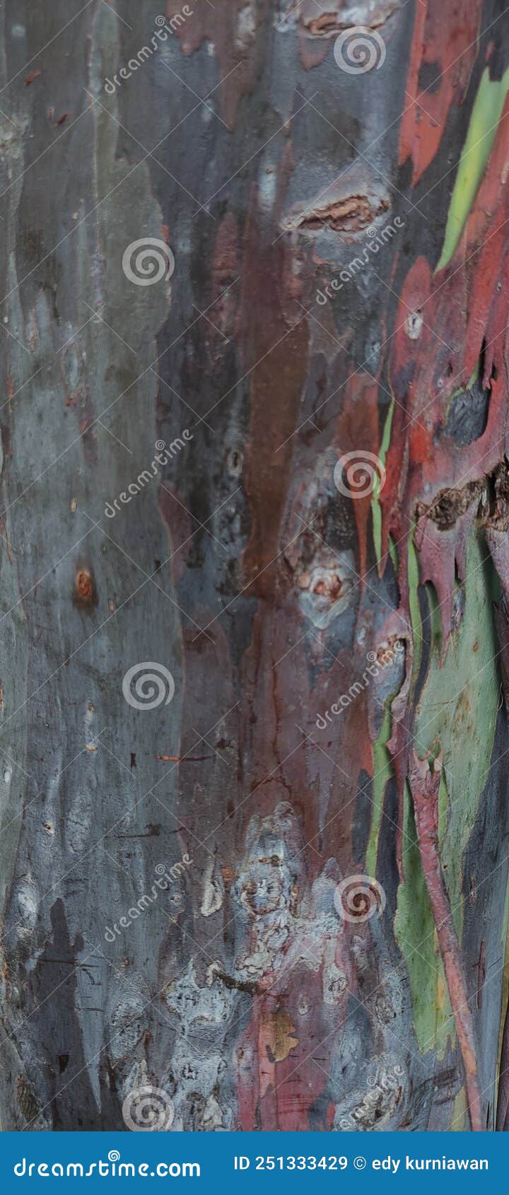 Rainbow Eucalyptus Tree Trunk Landscape Stock Image - Image of tree ...