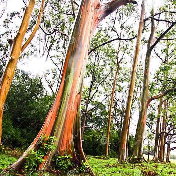 Rainbow Eucalyptus trees editorial photography. Image of attraction ...