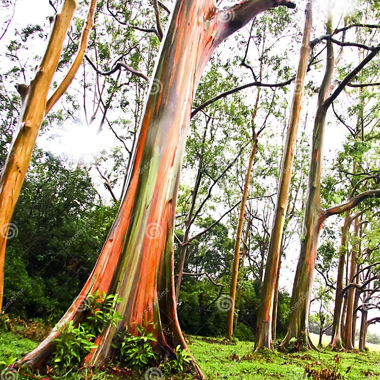 Rainbow Eucalyptus trees editorial photography. Image of attraction ...